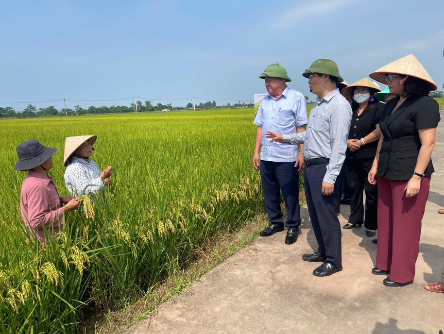 Hanoi expands low-emission rice farming model through international ...