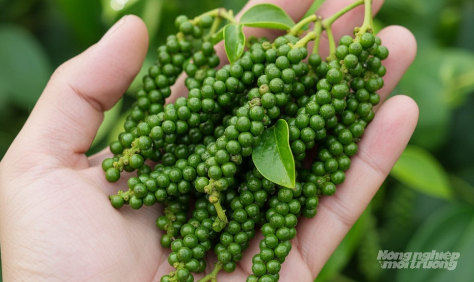 Vietnam pepper breaks through, exports surpass 1 billion USD